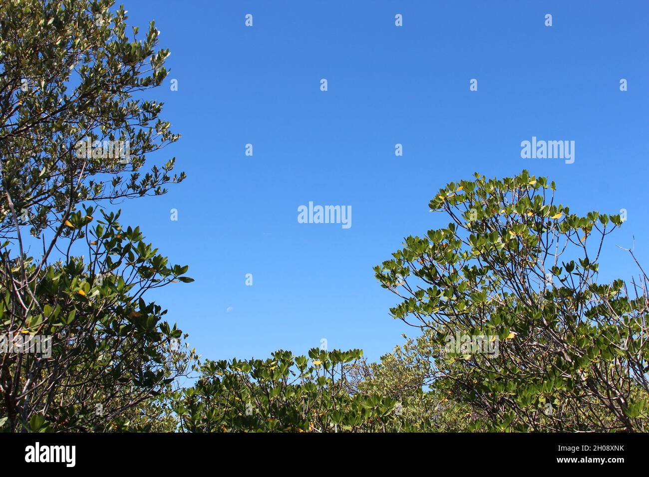 Blossom and cloudless sky hi-res stock photography and images - Alamy