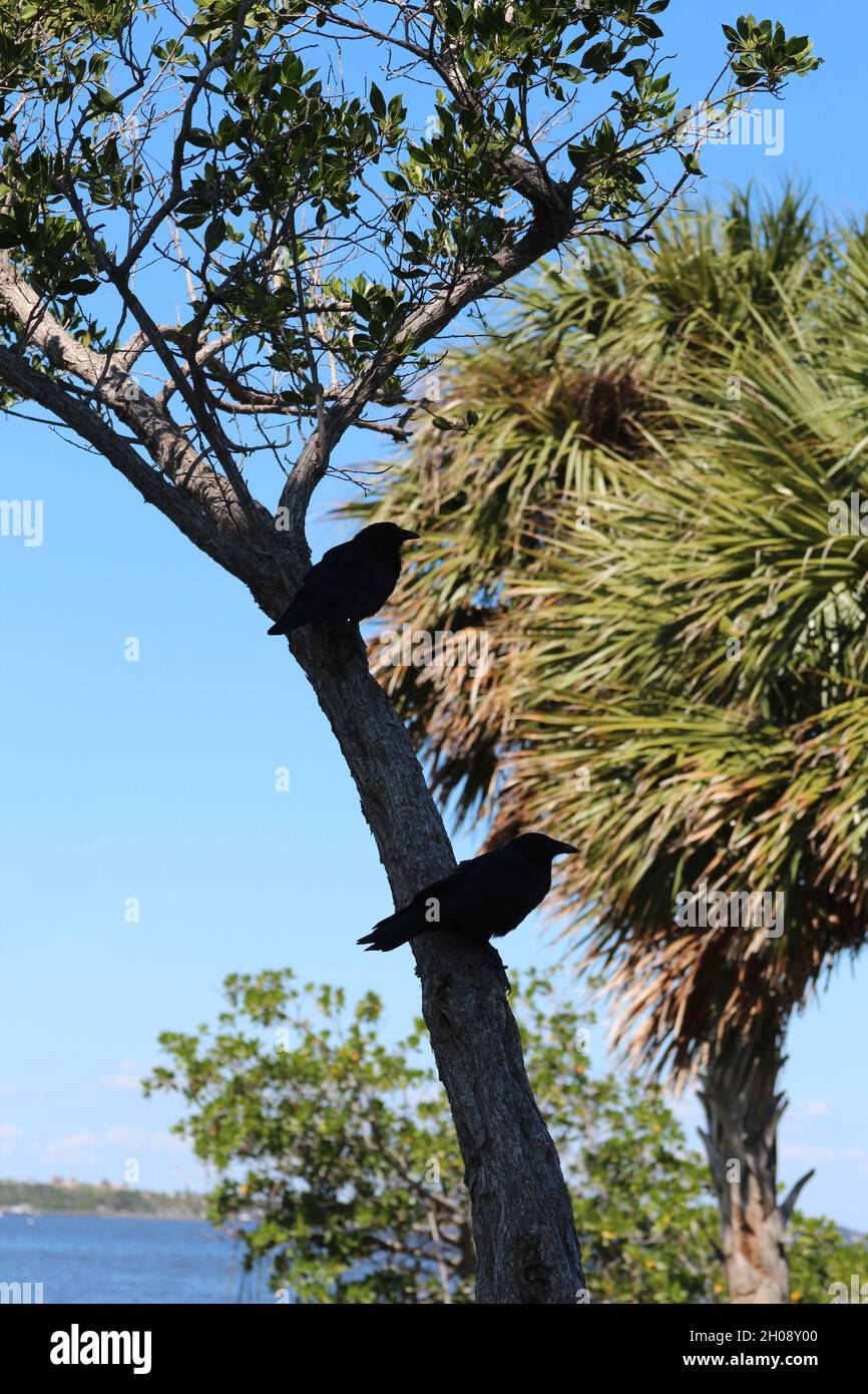 birds in the trees Stock Photo - Alamy