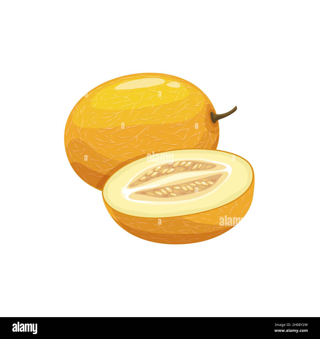 Melon fruit vector, ripe garden plant, organic product whole and half ...