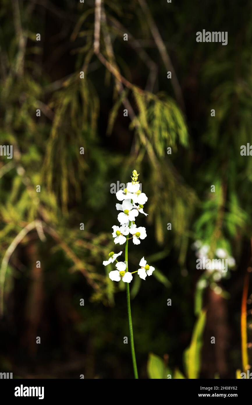 White arrowhead flower called Sagittaria latifolia in a marsh in ...