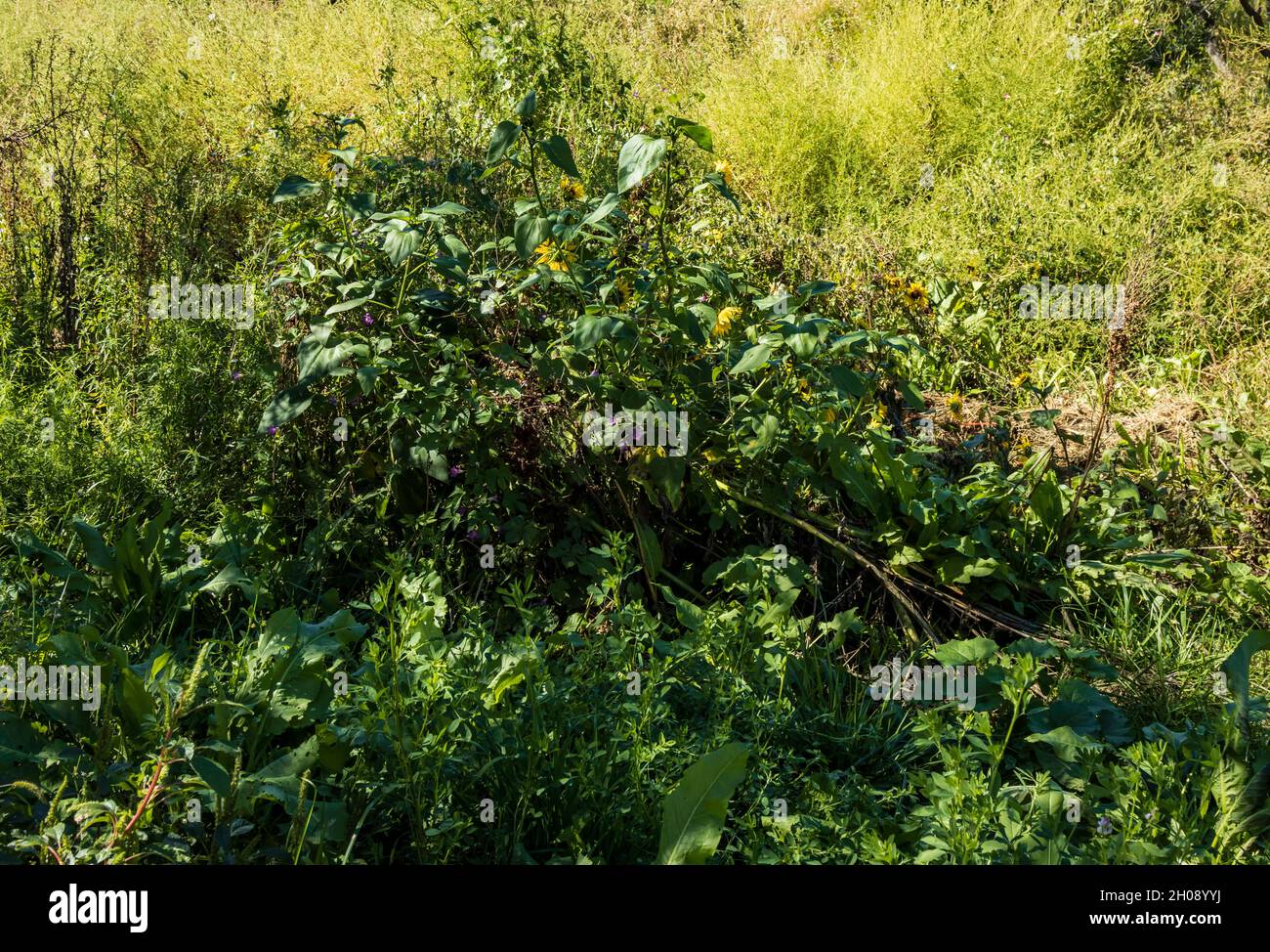 A clump of plants in the wilderness Stock Photo - Alamy