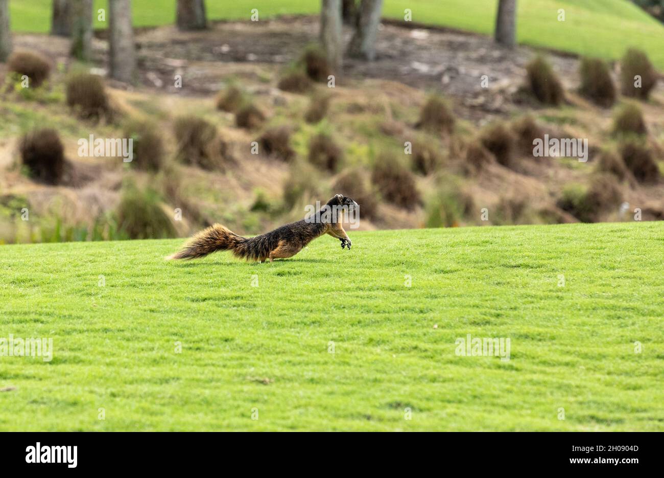 Running and playing Sherman's fox squirrel in Southern Florida Stock ...