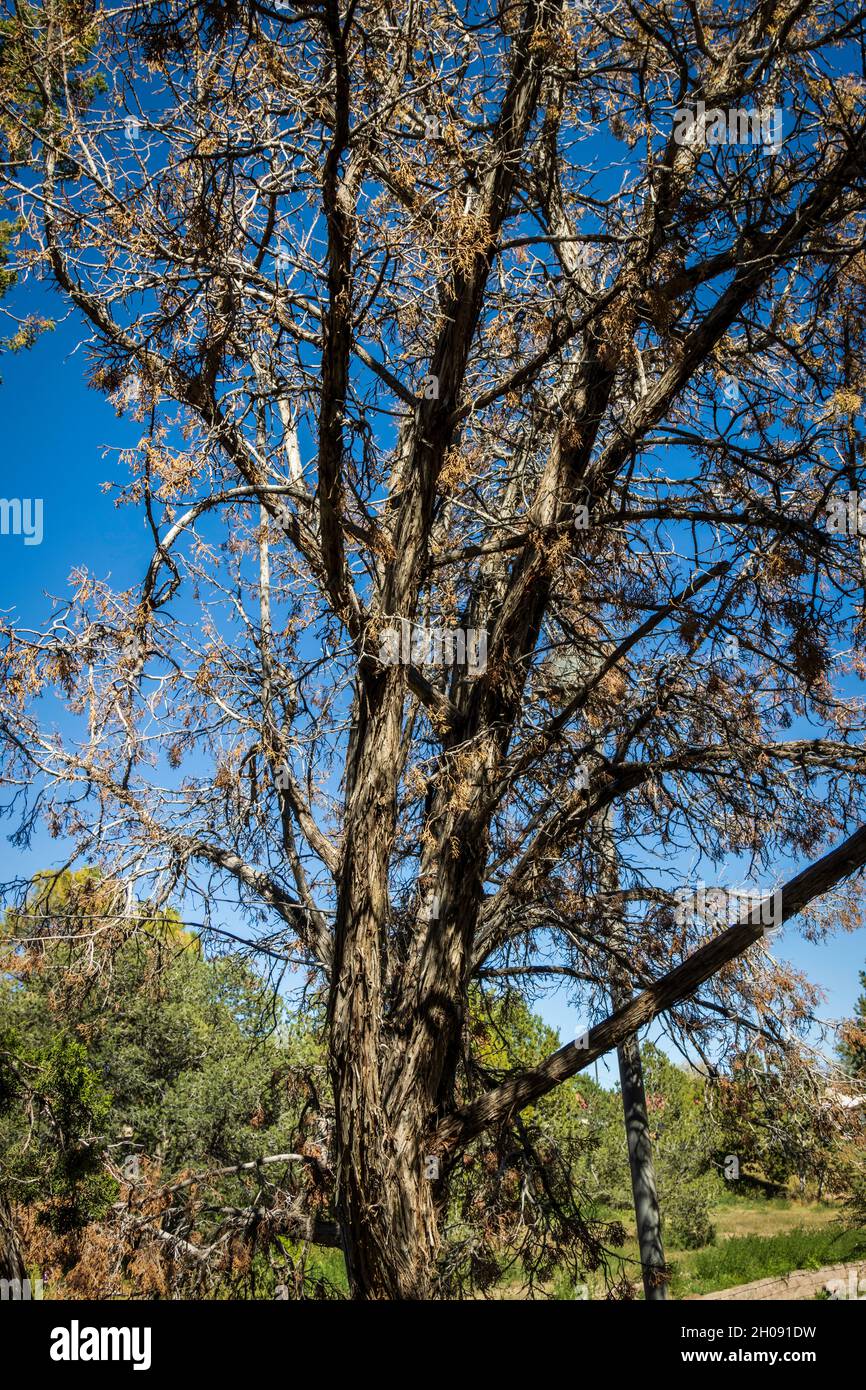 A vertical tree curves as it rises Stock Photo - Alamy