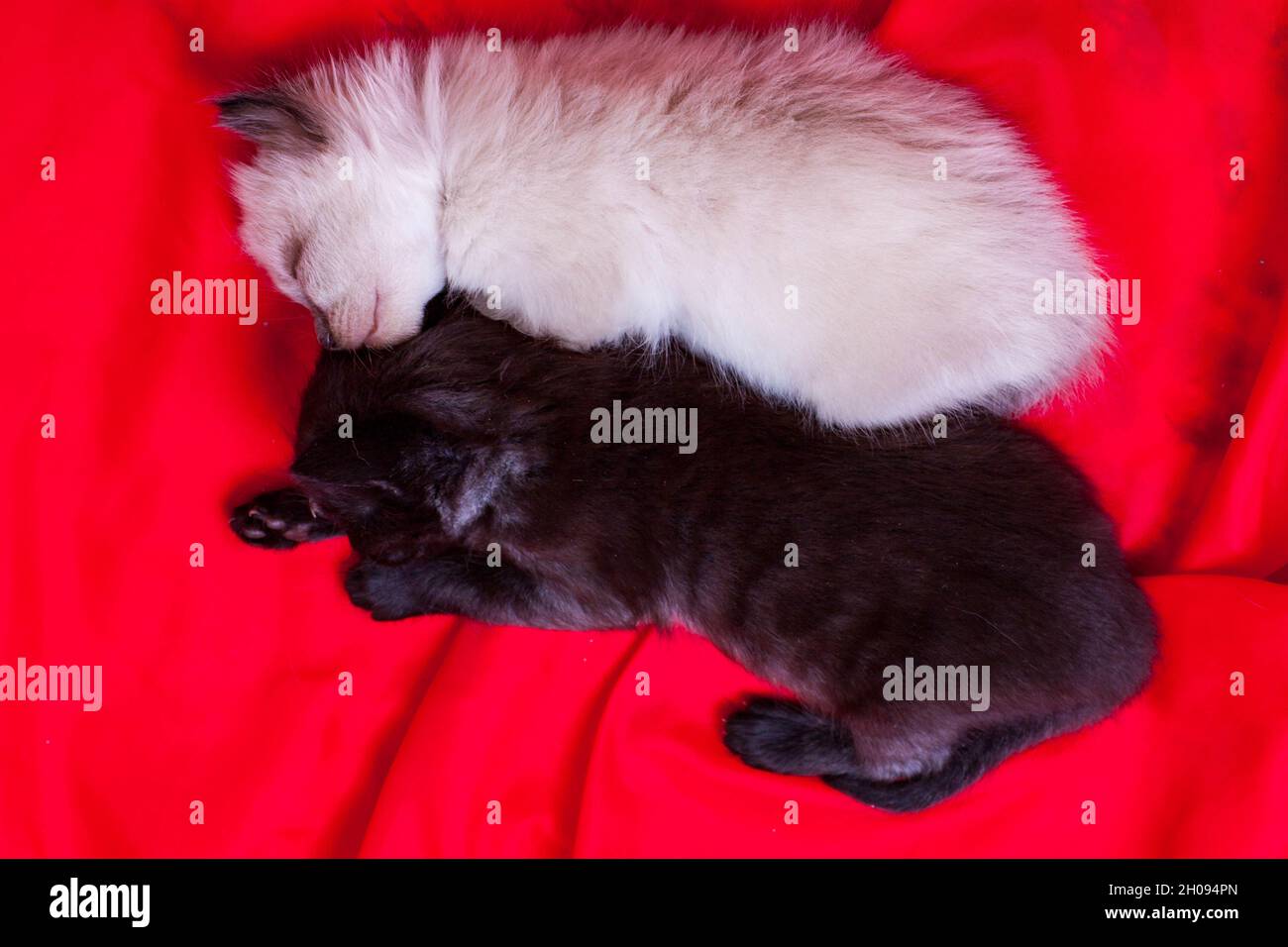 the cat gave birth to kittens. Mother cat gave birth in the sand new ...