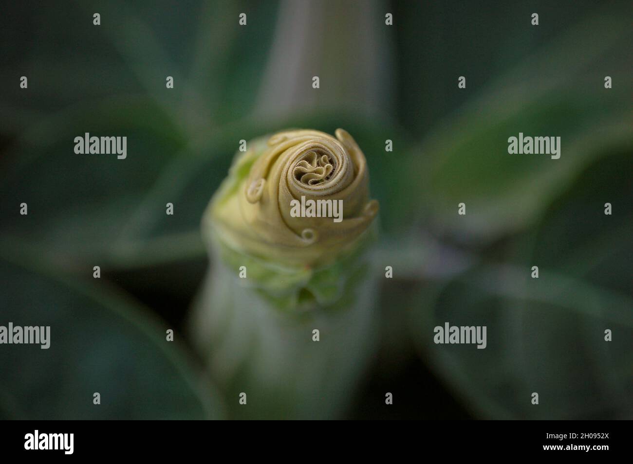flower budding with green background Stock Photo - Alamy