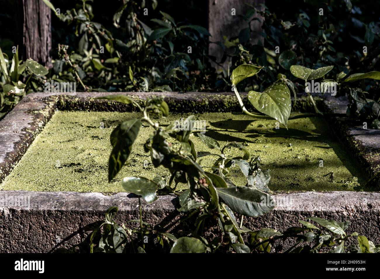 Old pond for washing feet ( Cement foot bath) before entrance the Old ...