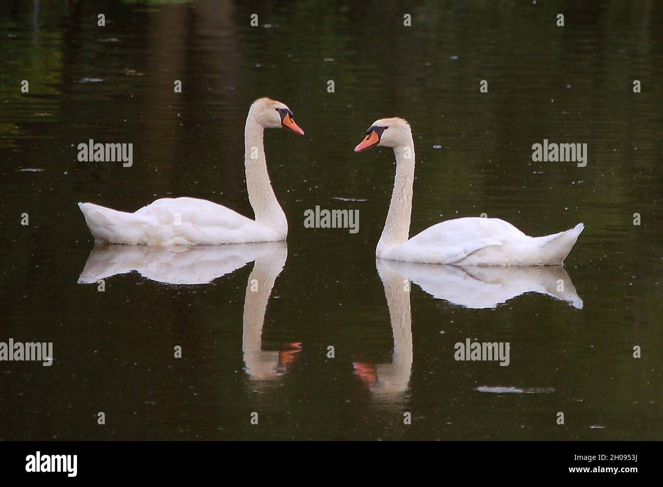 Two swans swimming facing each other with water reflection Stock Photo ...