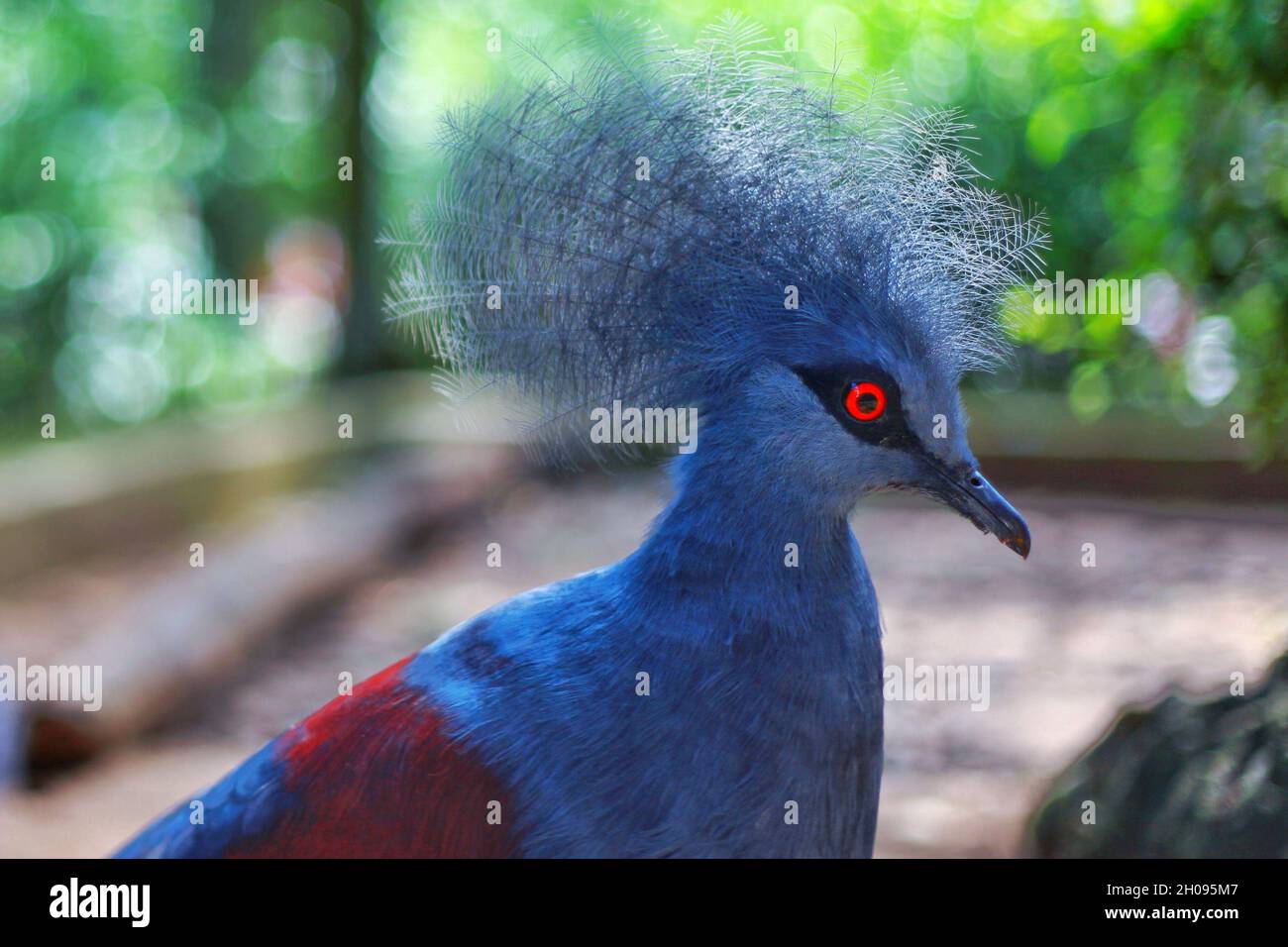 Mohawk bird hi-res stock photography and images - Alamy