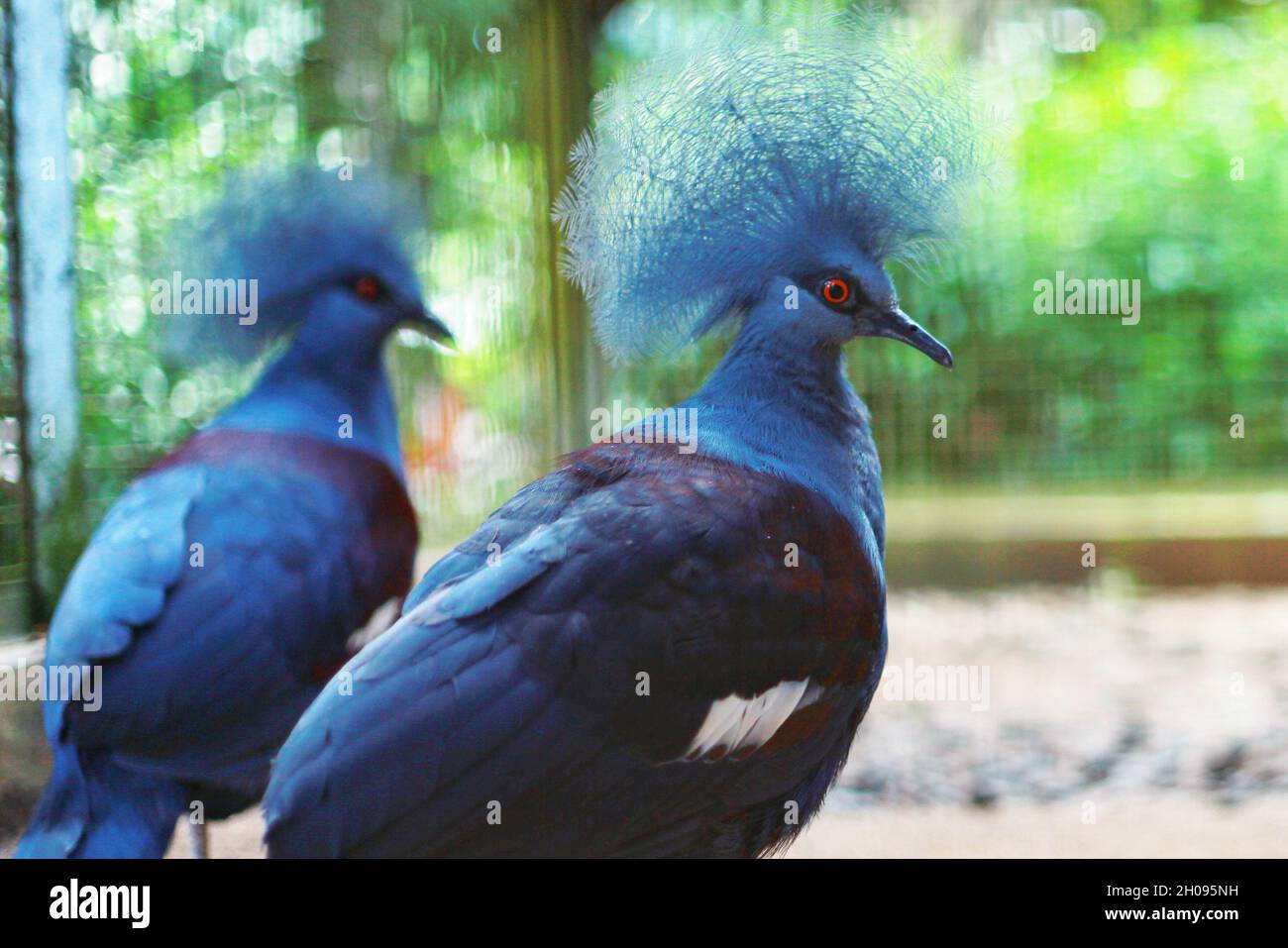Blue Birds With Mohawks