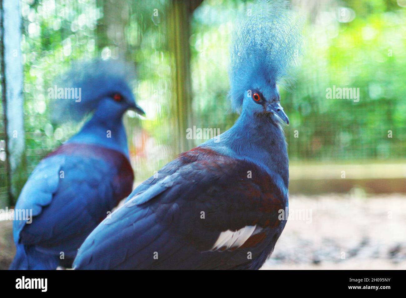 Blue mohawk head featherd bird Stock Photo - Alamy