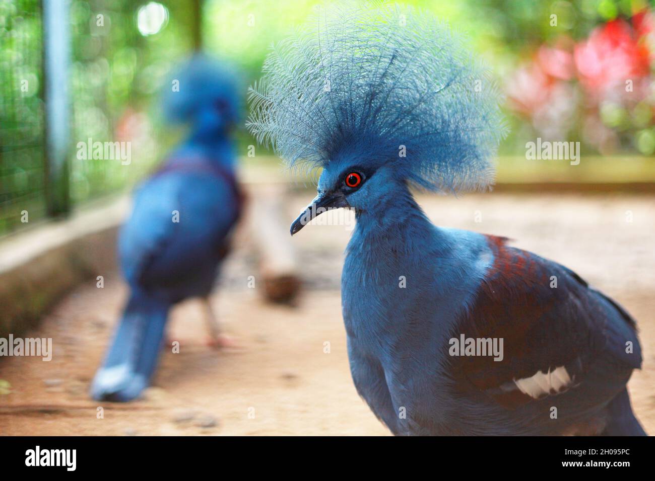 Mohawk bird hi-res stock photography and images - Alamy