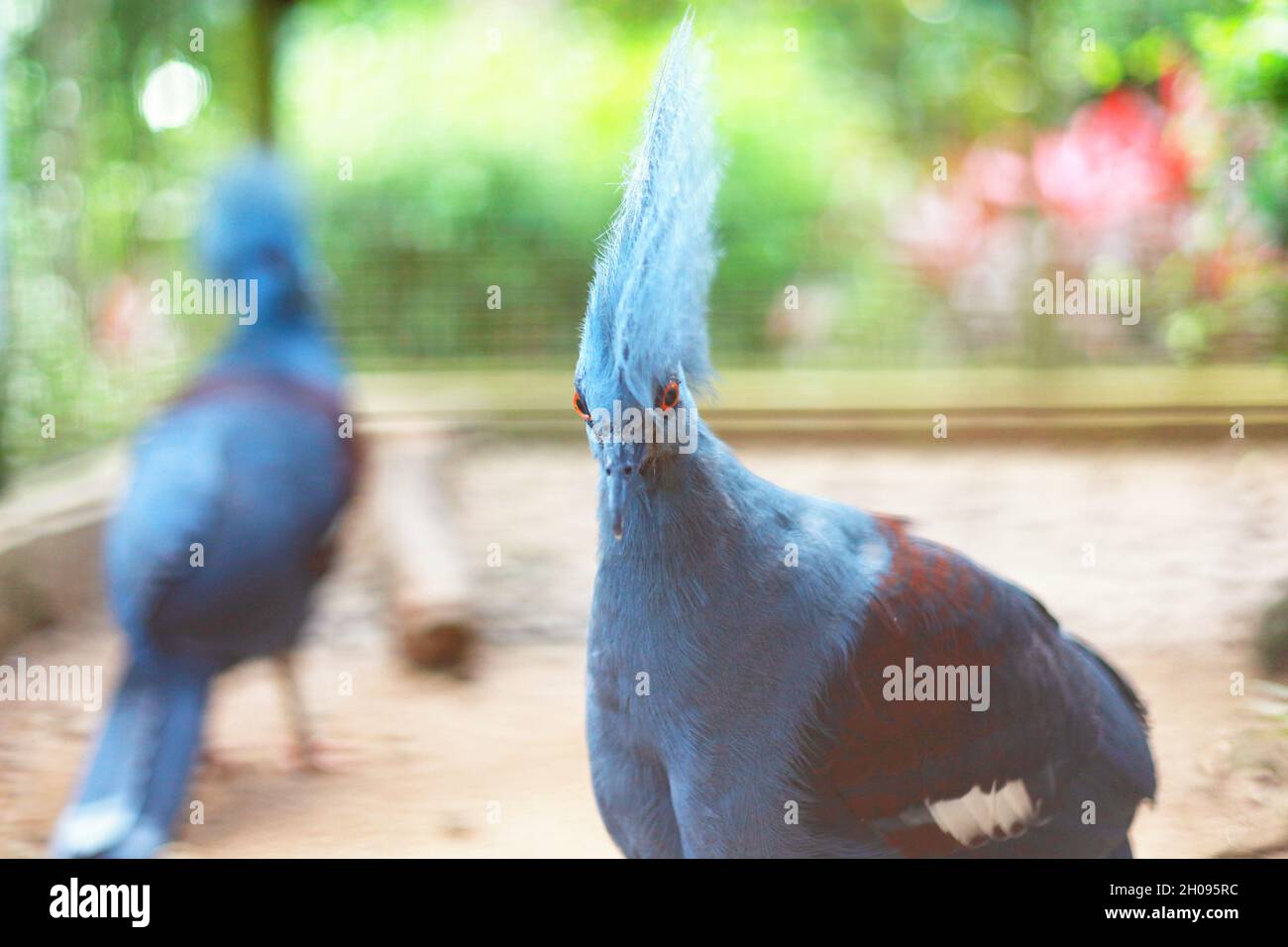 Blue mohawk head featherd bird Stock Photo - Alamy