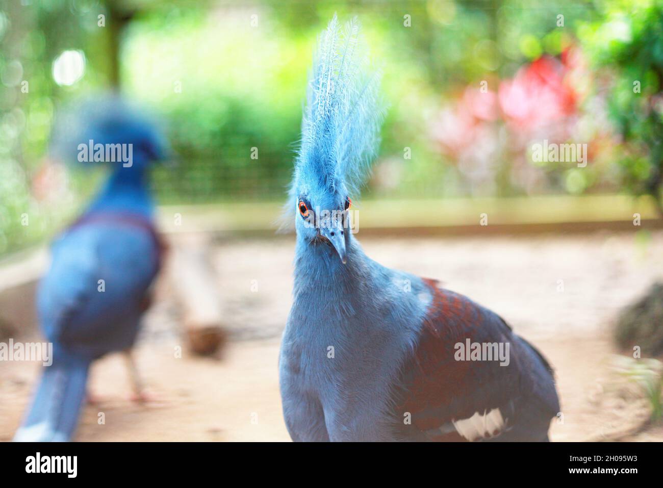 Blue mohawk head featherd bird Stock Photo - Alamy
