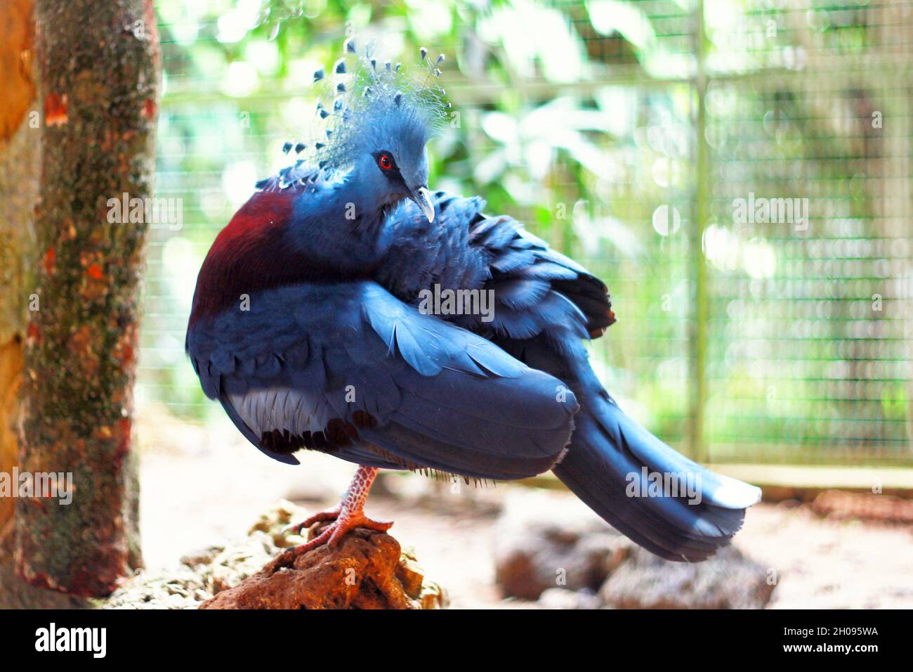 Blue mohawk head featherd bird Stock Photo - Alamy
