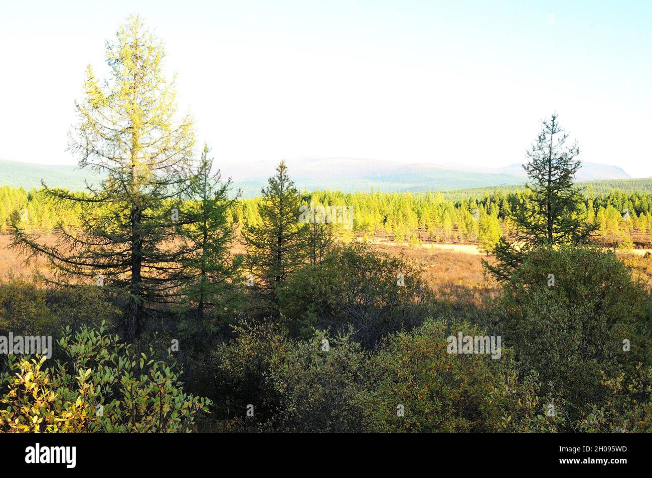 A look through the pine trees to the autumn tundra with rare conifers at the foot of the ...