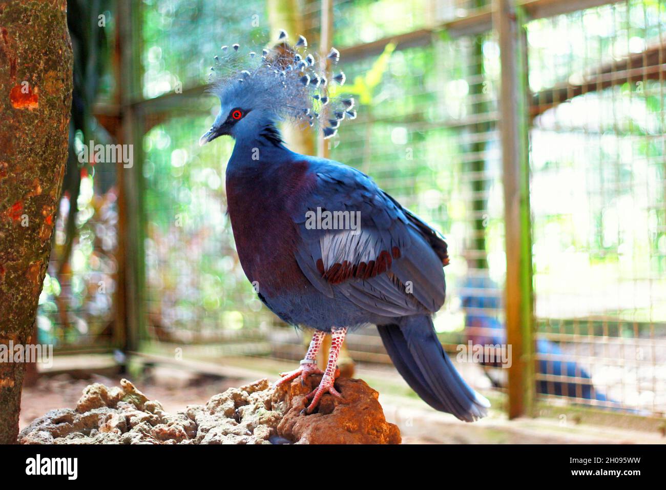 Blue mohawk head featherd bird Stock Photo - Alamy