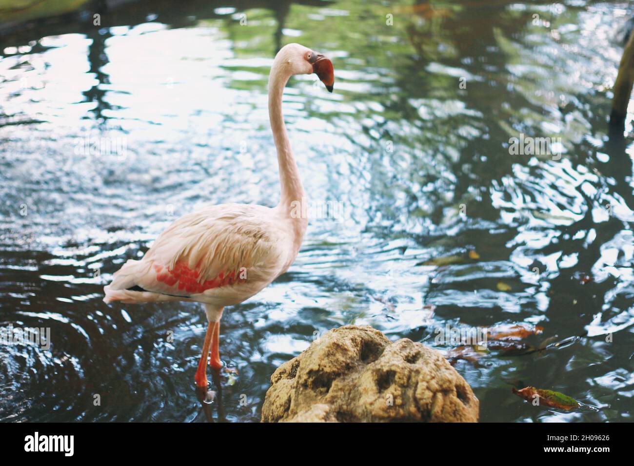 Tall flamingo bird on the side of the pond Stock Photo - Alamy