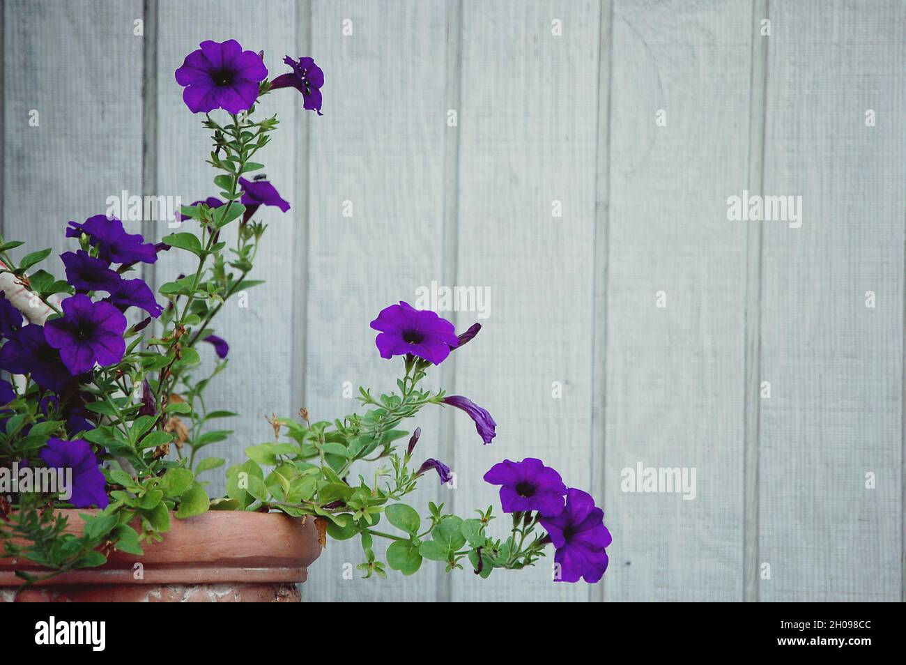 purple flowers still life with negative space Stock Photo - Alamy