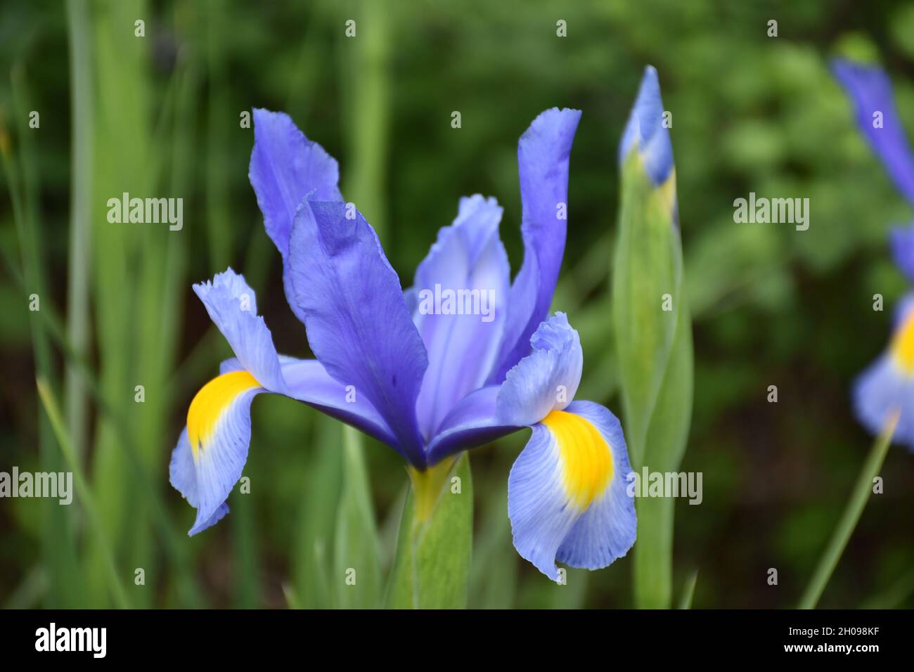 Spring dance - iris in sunlight; the colours became so pure after a ...