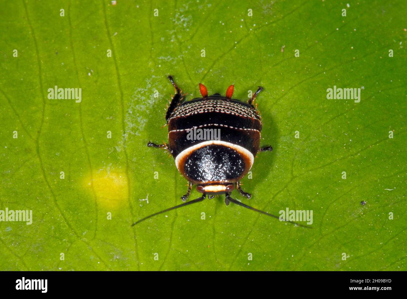 Nymph cockroaches hi-res stock photography and images - Alamy