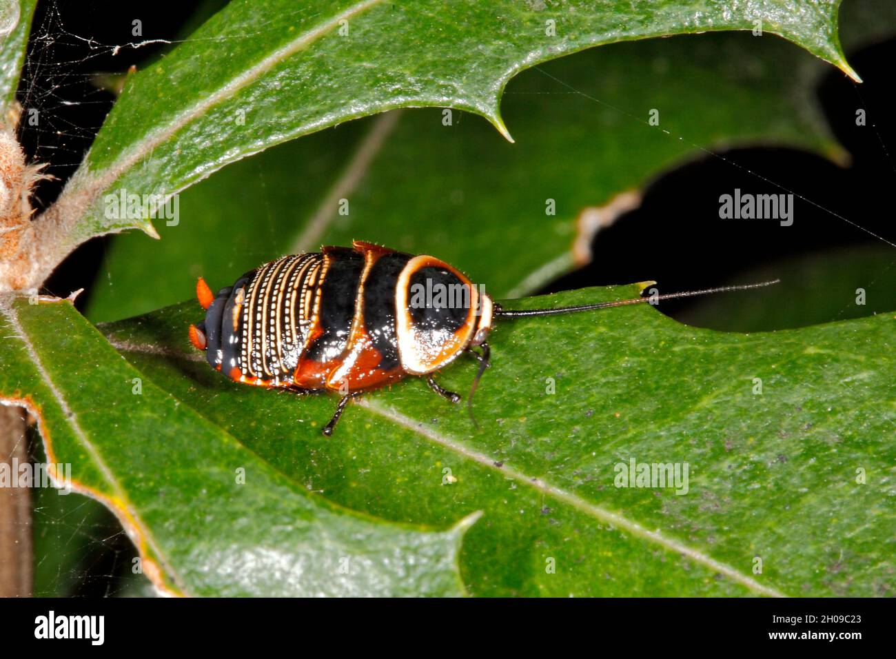 Austral Ellipsidion cockroach or bush cockroach, Ellipsidion australe ...