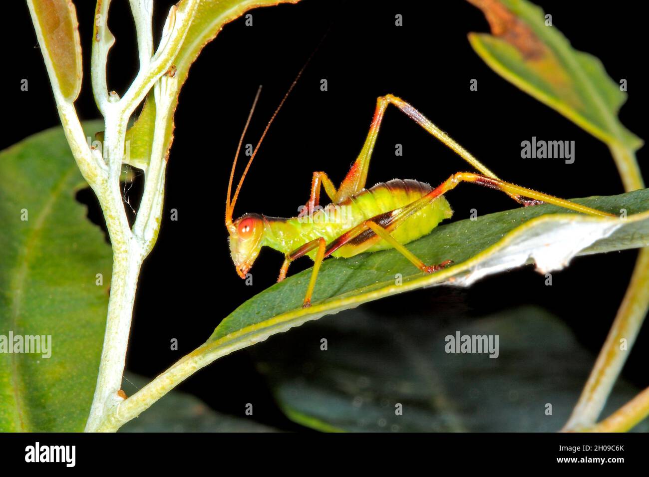 Gum-leaf Katydid, Torbia viridissima. Nymph. Coffs Harbour, NSW ...