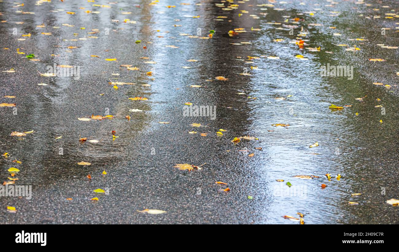 wet asphalt pavement with fallen yellow maple leaves. autumn background Stock Photo - Alamy