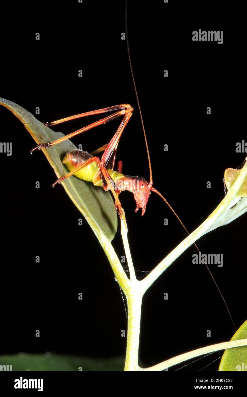 Gum-leaf Katydid, Torbia viridissima. Nymph. Coffs Harbour, NSW ...