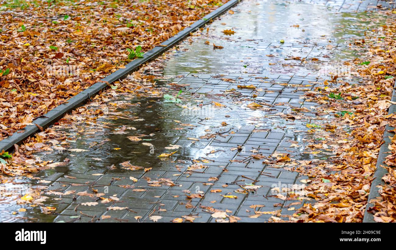 wet cobble stone path with puddles and yellow fallen leaves in autumn ...