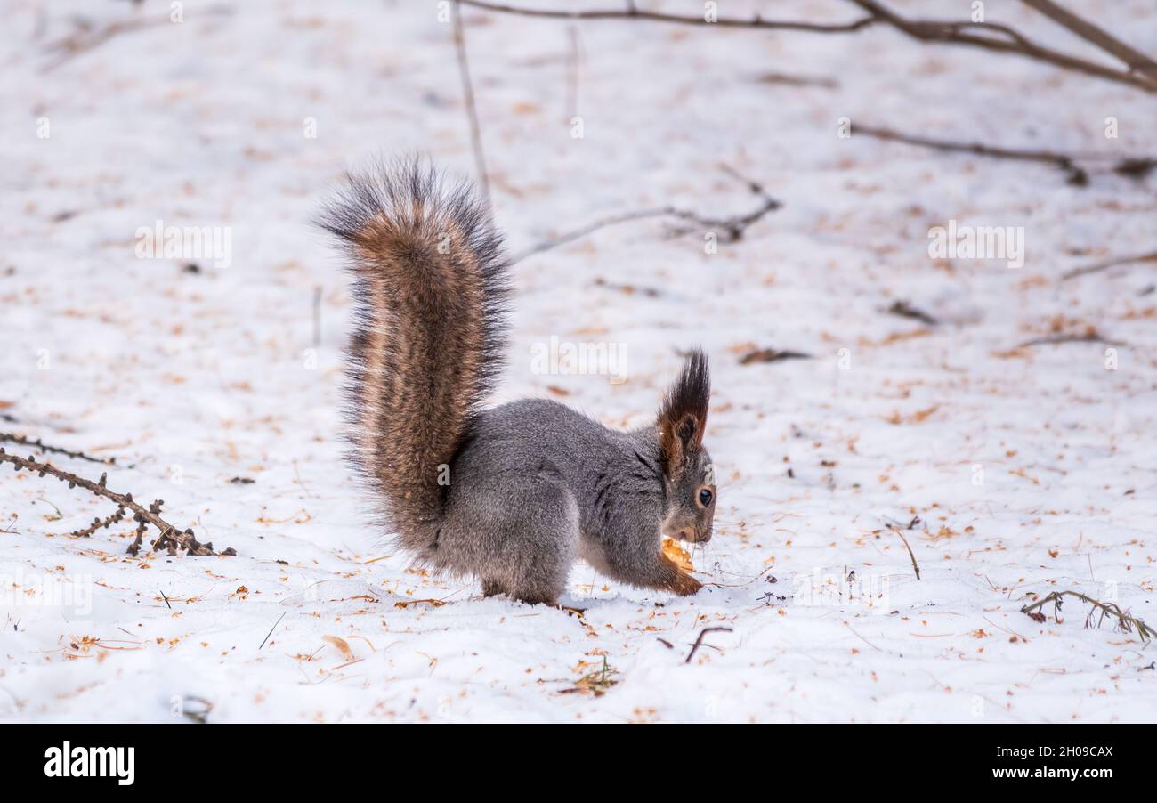 Sciurus vulgaris hides nuts hi-res stock photography and images - Alamy