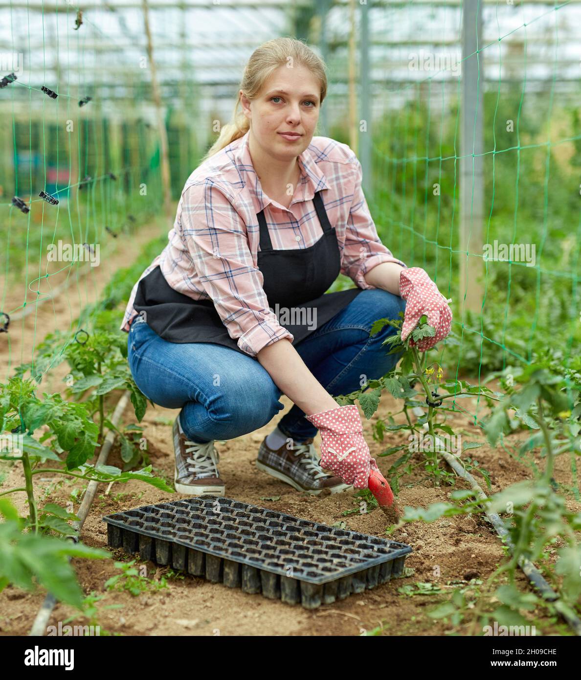 Female worker weeding tomato seedlings Stock Photo - Alamy