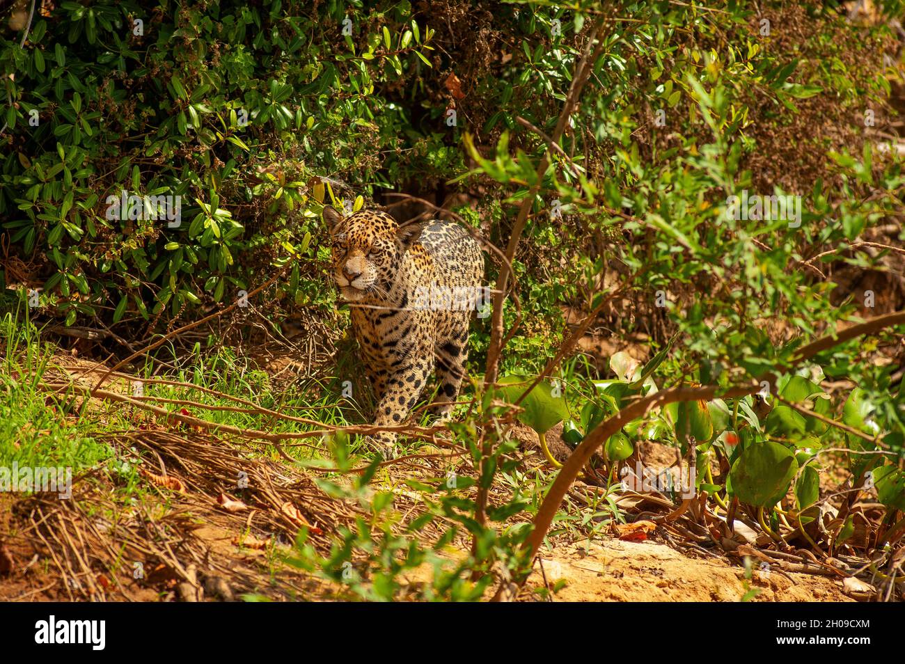 Jaguar is the biggest South American cat, here on the banks of the ...