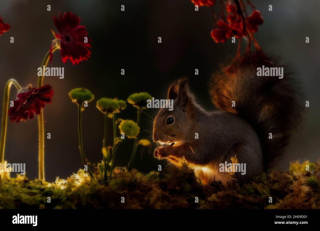 Dark squirrel in hi-res stock photography and images - Alamy