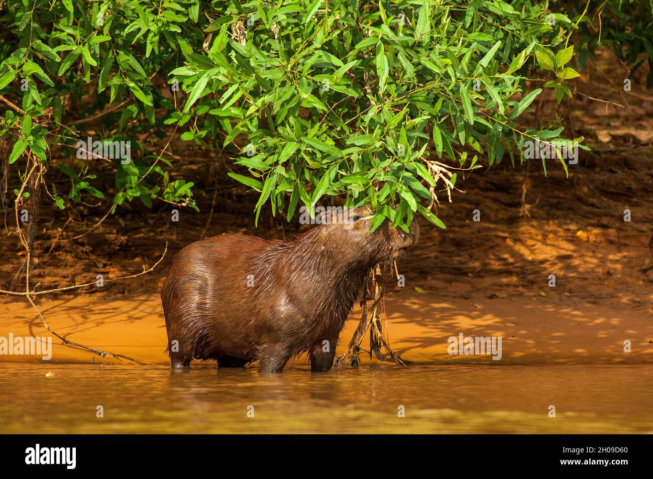 Capybara, the biggest rodent in the world, on the Tres Irmãos River ...