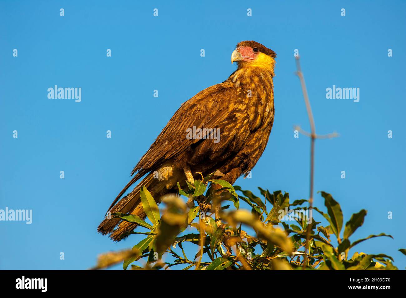 Carcara bird hi-res stock photography and images - Alamy