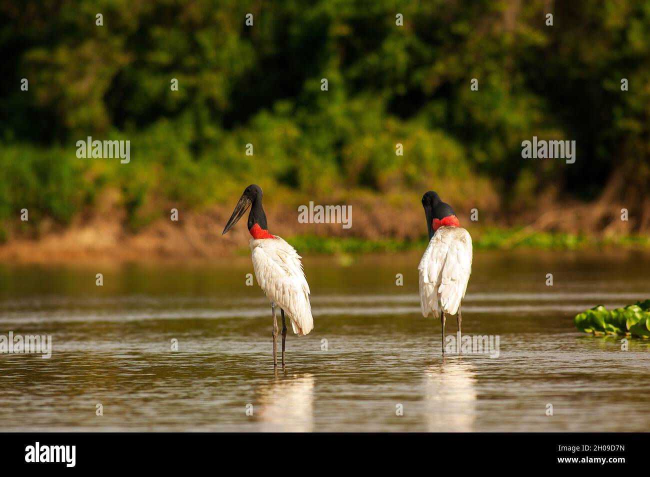 Tuiuiu, the bird considered the symbol of the Pantanal, Mato Grosso ...