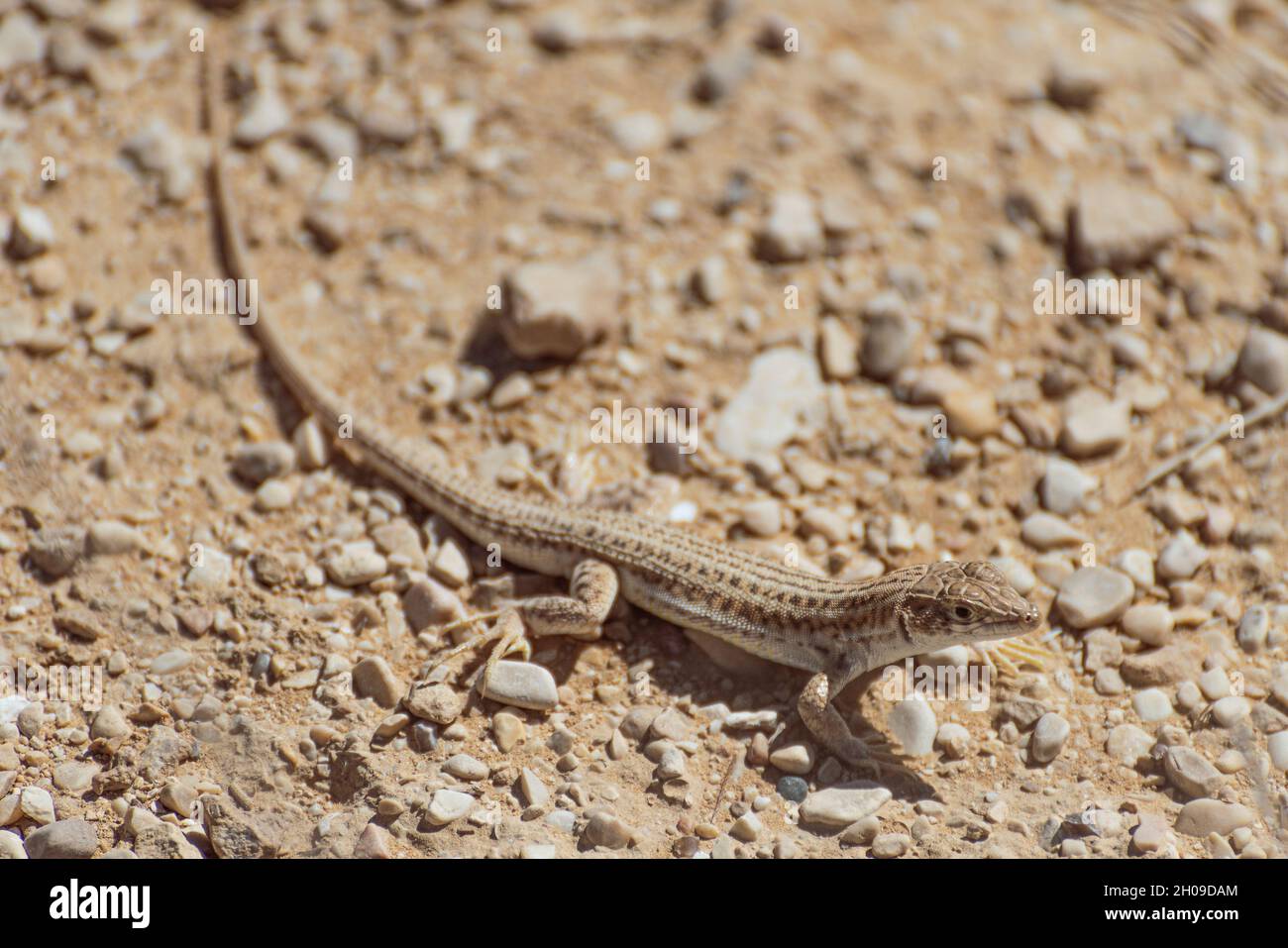 Reptiles of israel hi-res stock photography and images - Alamy