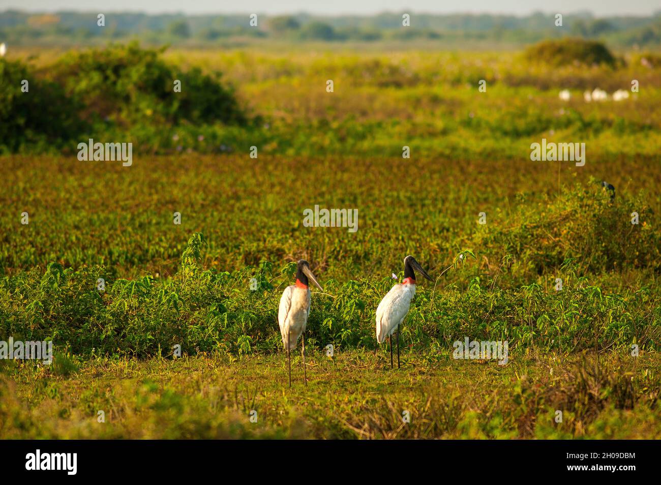 Tuiuiu, the bird considered the symbol of the Pantanal, Mato Grosso ...
