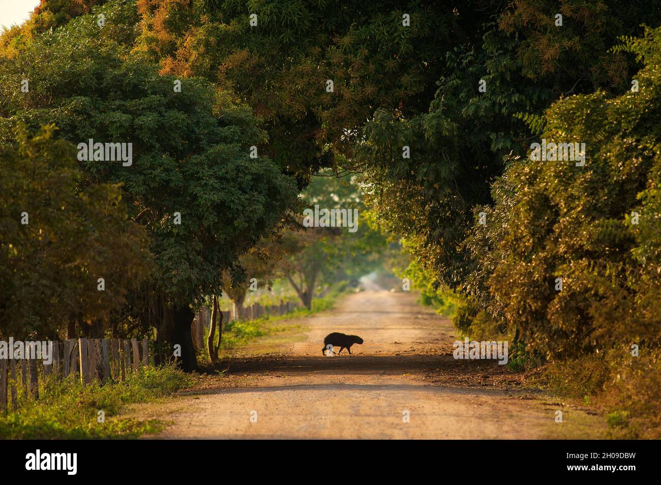 Capybara, the biggest rodent in the world crossing the Transpantaneira ...