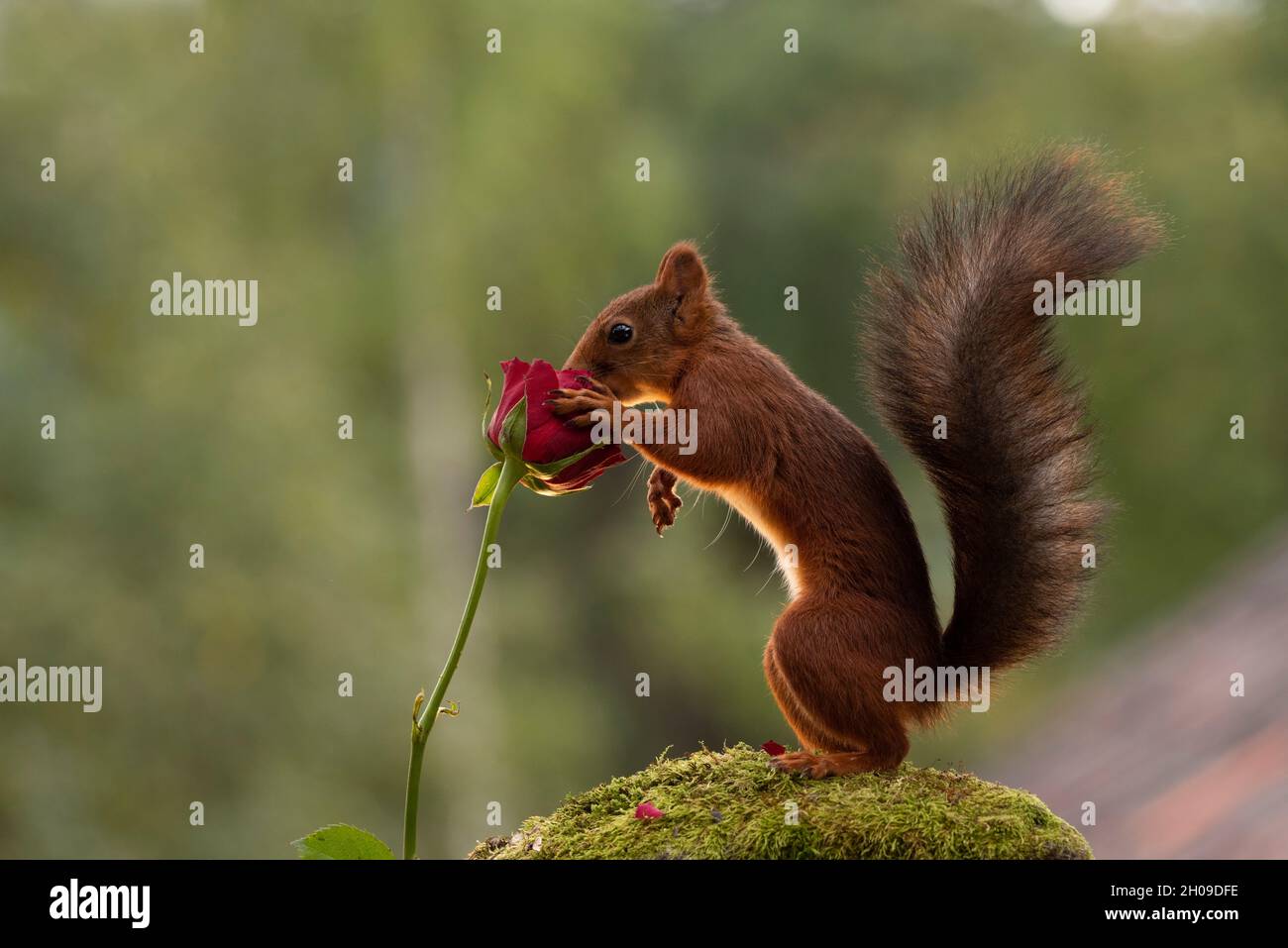 red squirrel is smelling a red rose Stock Photo - Alamy