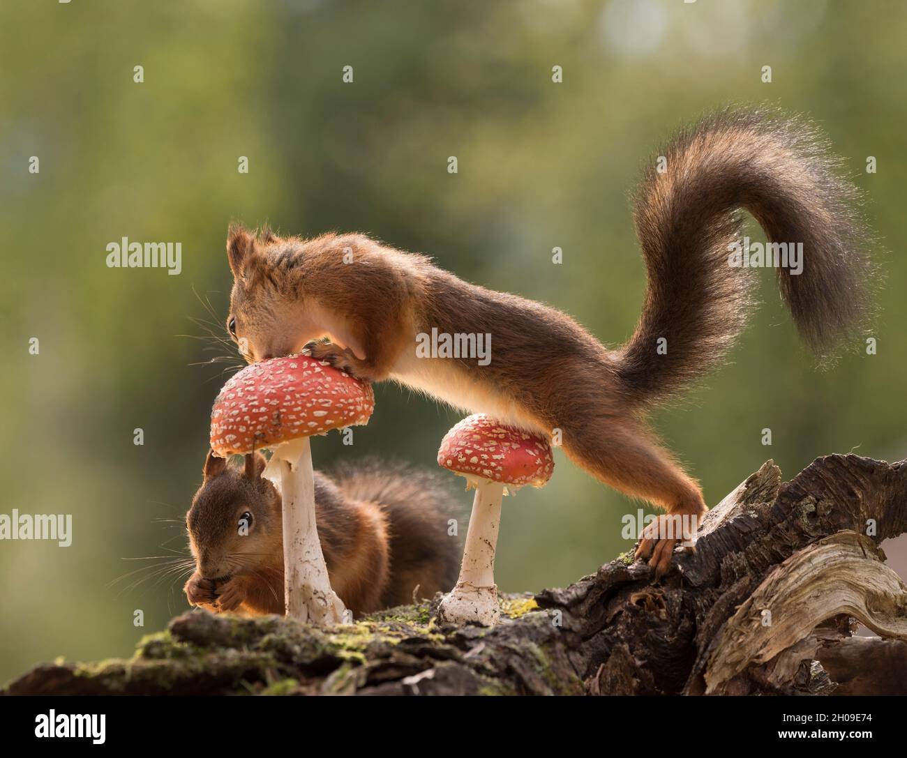 red squirrels are standing with and on mushrooms Stock Photo - Alamy