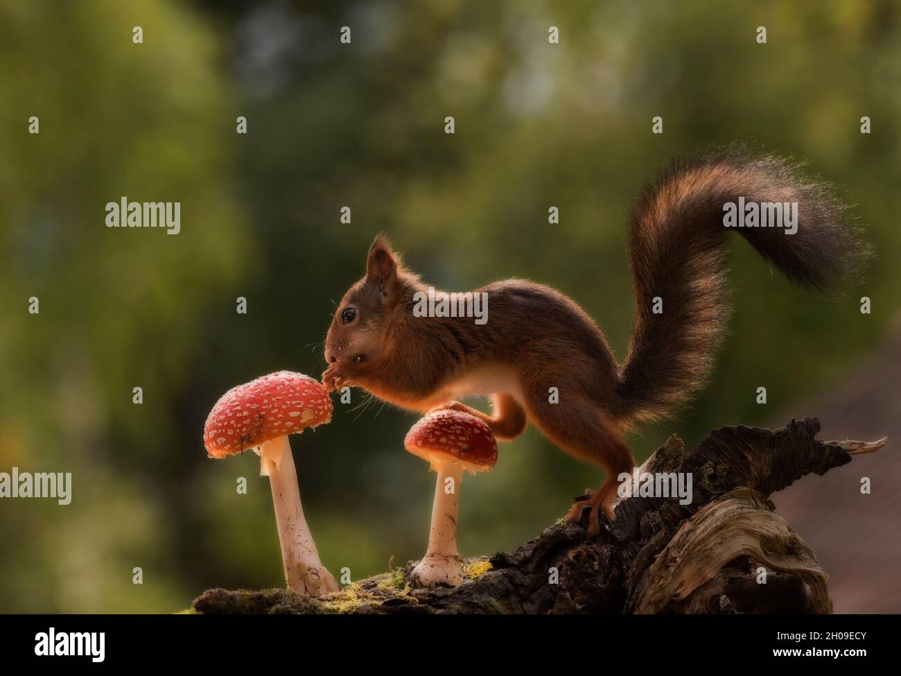 red squirrel is standing on a mushroom Stock Photo - Alamy