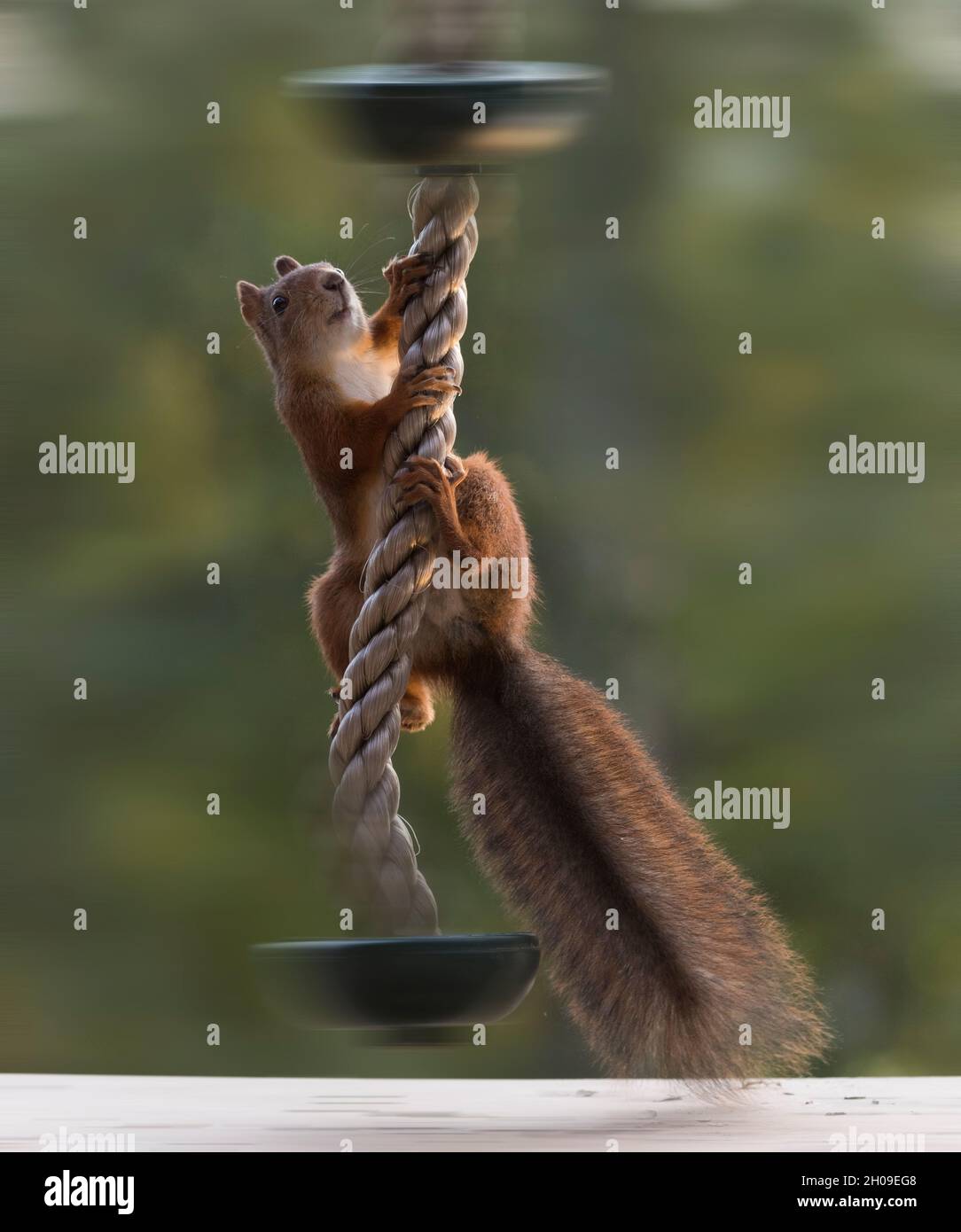 red squirrel is climbing in a rope Stock Photo - Alamy