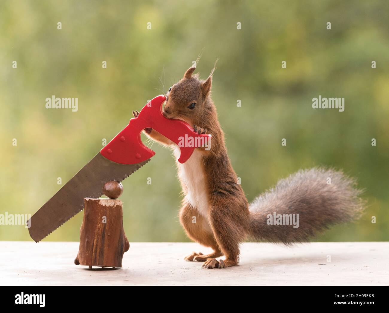 Red squirrel with a saw and a walnut hi-res stock photography and ...