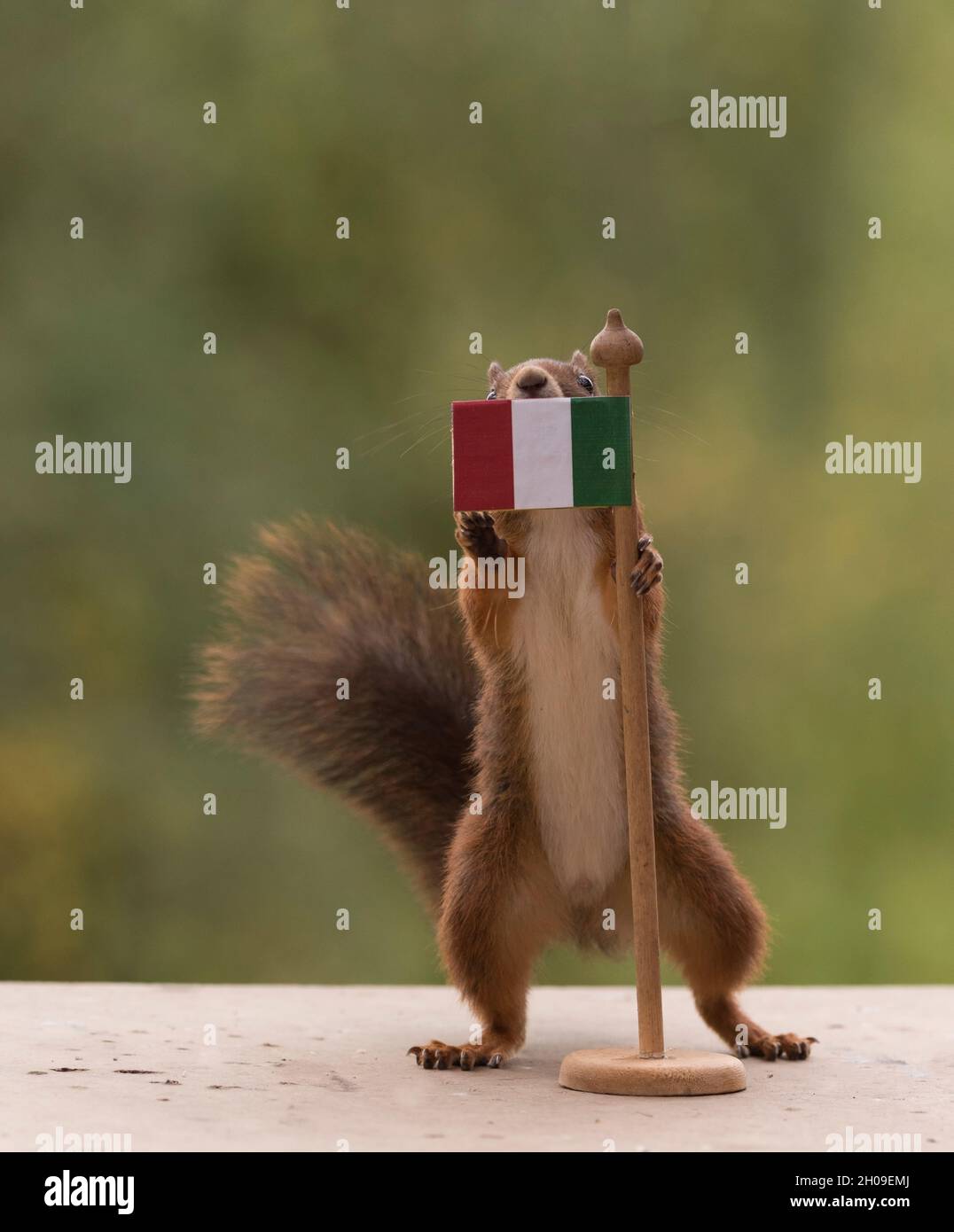 Italy squirrel hi-res stock photography and images - Alamy
