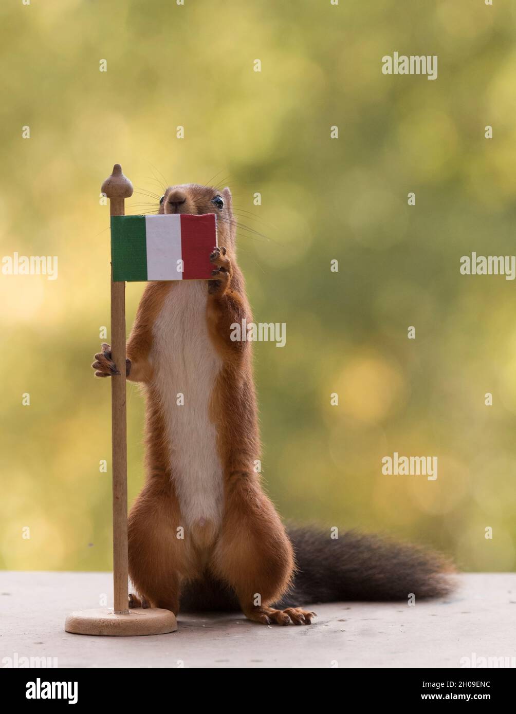 Italy squirrel hi-res stock photography and images - Alamy