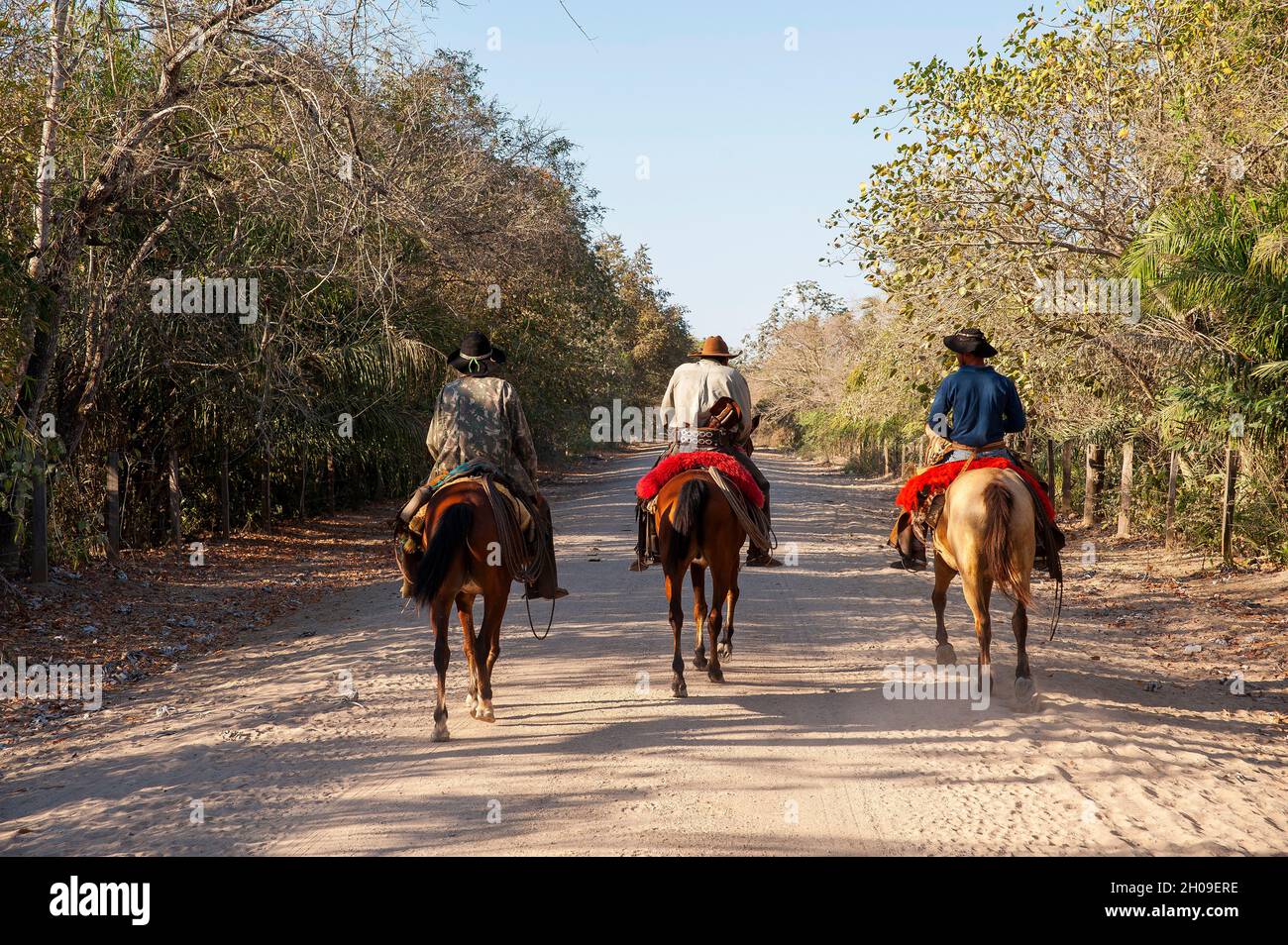 Typical brazilian cowboy from the Pantanal on the Estrada Parque, Mato ...