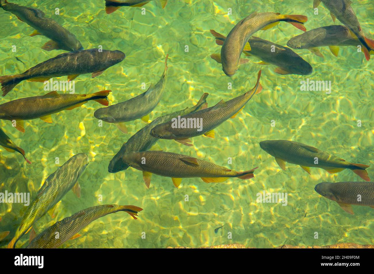 Piraputanga fish on the crystal clear water of the Formoso river ...