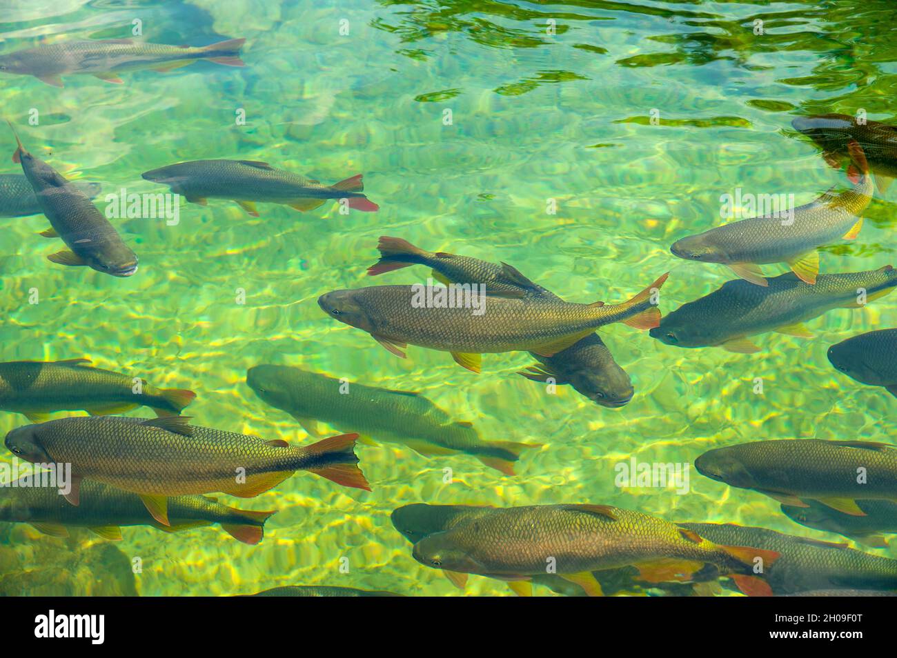 Piraputanga fish on the crystal clear water of the Formoso river, Bonito, Mato Grosso do Sul ...