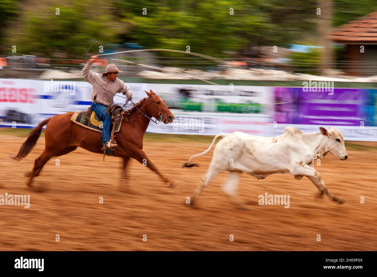 Brazilian cowboy on a rodeo competition at Bonito town, Mato Grosso do ...